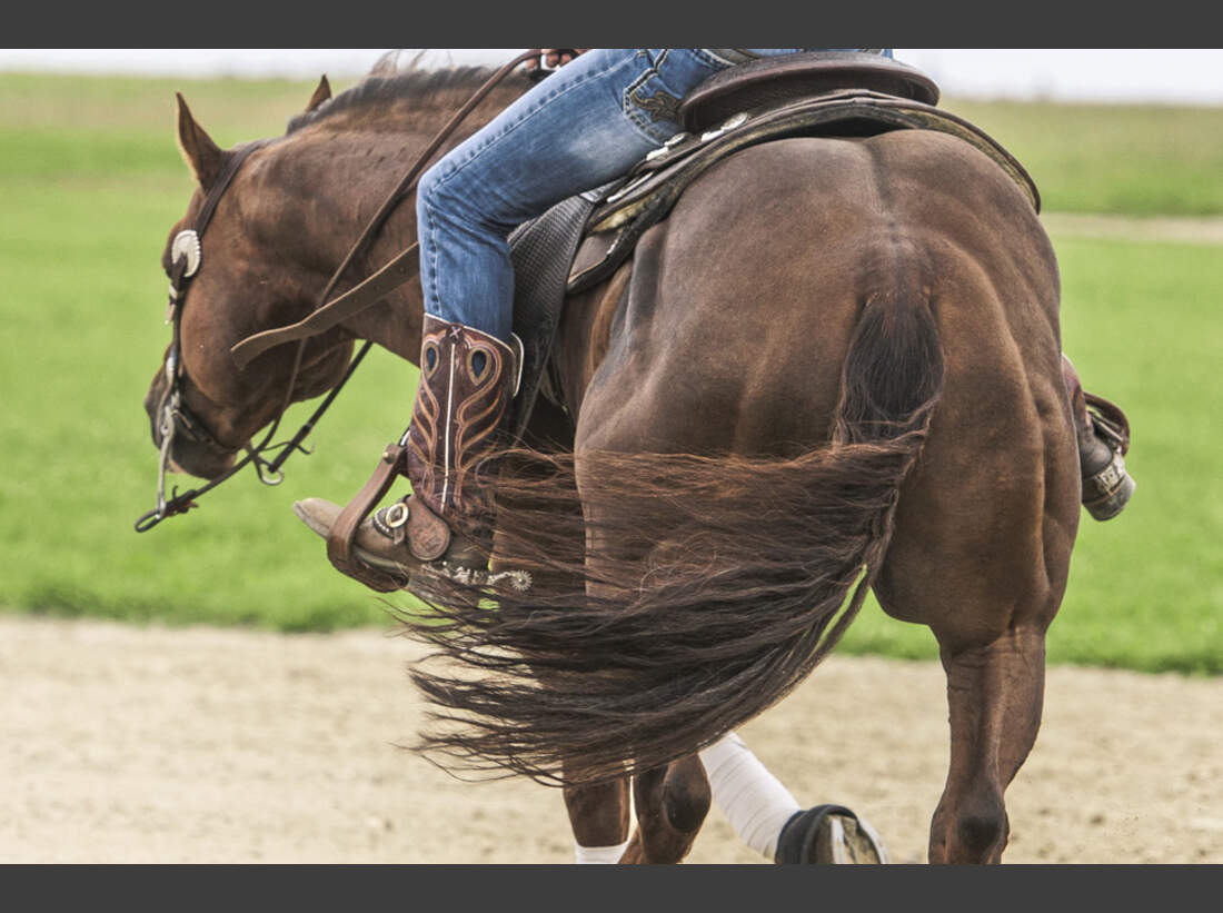 Westernreiten: So geht ein korrekter Spin - cavallo.de