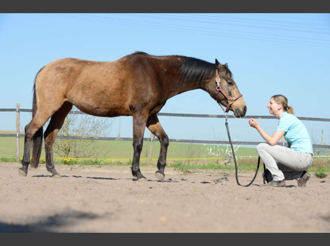 Freiheitsdressur nach Kenzie Dysli - cavallo.de