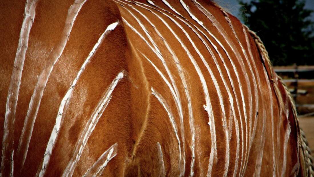Zebrastreifen für Pferde – Hilfe aus der Natur? - cavallo.de