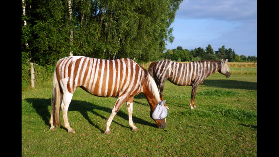 Zebrastreifen für Pferde – Hilfe aus der Natur? | cavallo.de