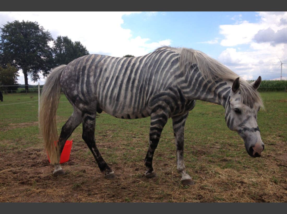 Zebrastreifen für Pferde – Hilfe aus der Natur? - cavallo.de
