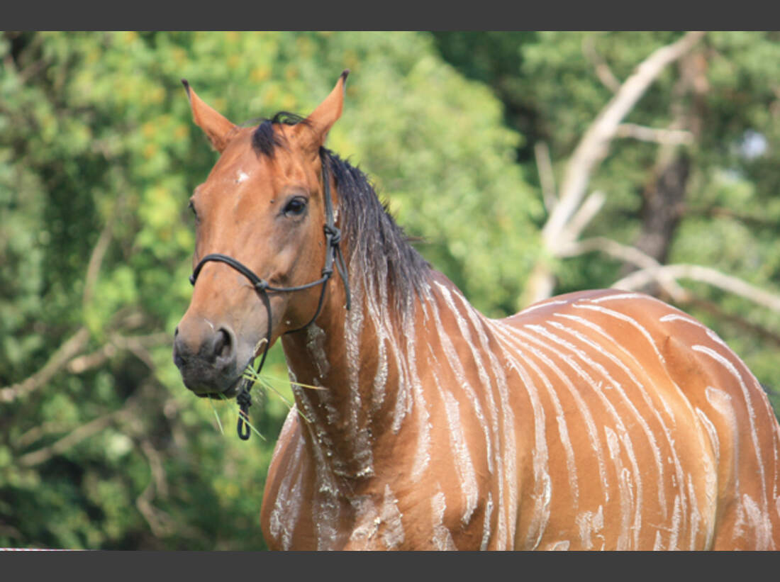 Zebrastreifen für Pferde – Hilfe aus der Natur? - cavallo.de
