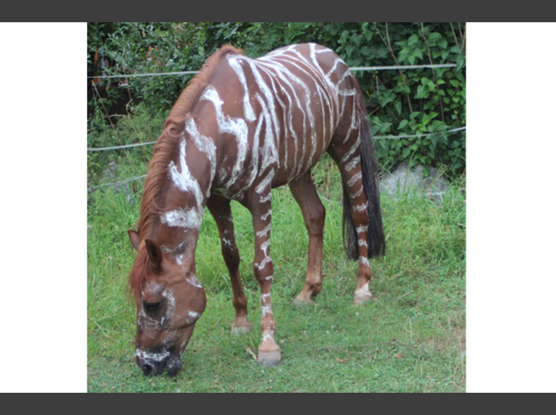 Zebrastreifen für Pferde – Hilfe aus der Natur? - cavallo.de