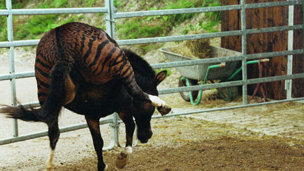 Rasse-Porträt: Die CAVALLO Zebra-Mix Stute Zesel | cavallo.de