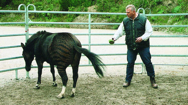 Rasse-Porträt: Die CAVALLO Zebra-Mix Stute Zesel | cavallo.de