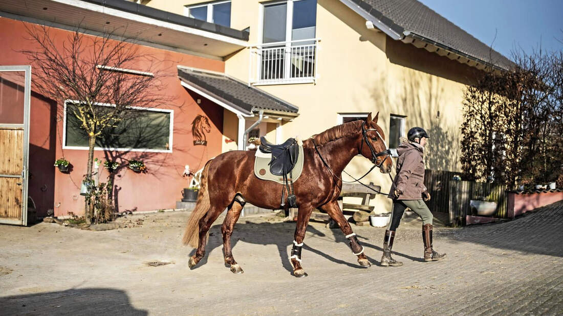 Wohnen mit Pferden | cavallo.de