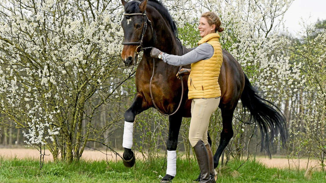 Piaffieren lernen leicht gemacht | cavallo.de