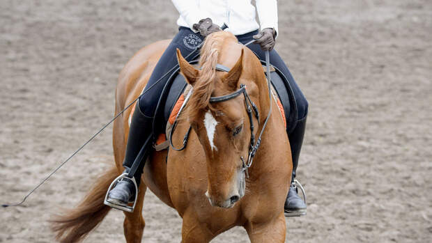 ECVM: Symptome, Diagnose & Behandlung | cavallo.de