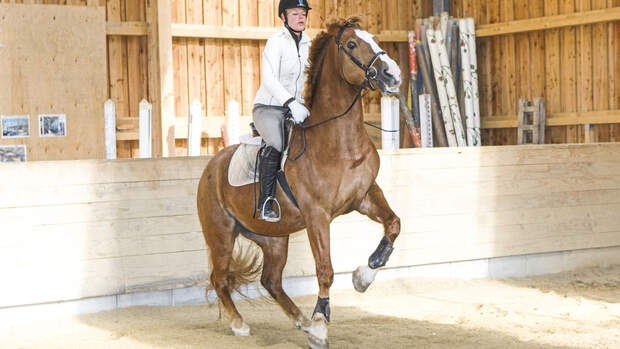 ECVM: Symptome, Diagnose & Behandlung | cavallo.de