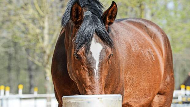 Was ist Cushing und welche Therapie hilft dem Pferd? | cavallo.de