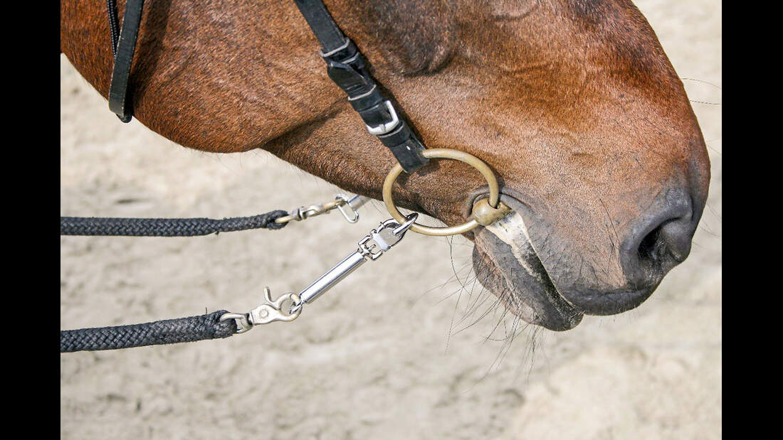 Federleicht: So gelingt die richtige Verbindung zum Pferdemaul | cavallo.de