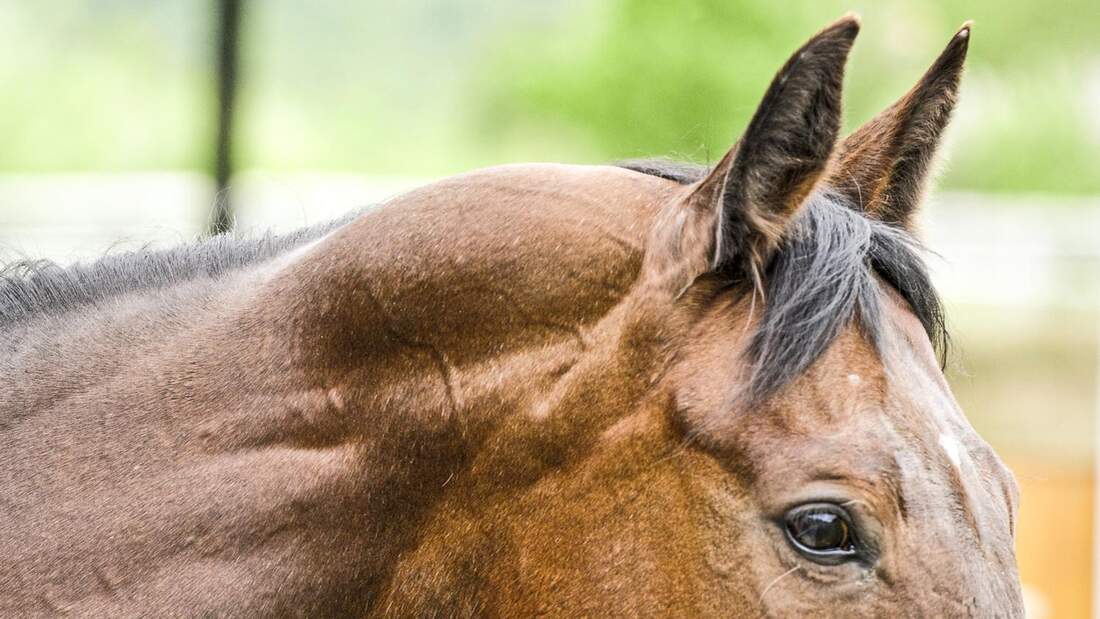 Entzündete Schleimbeutel: Was tun bei einer Genickbeule beim Pferd ...