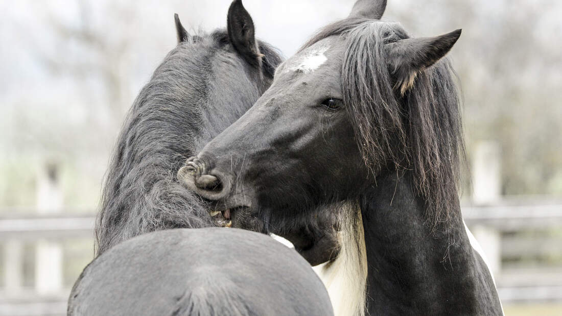Wie funktioniert Hengsthaltung in der Gruppe? | cavallo.de