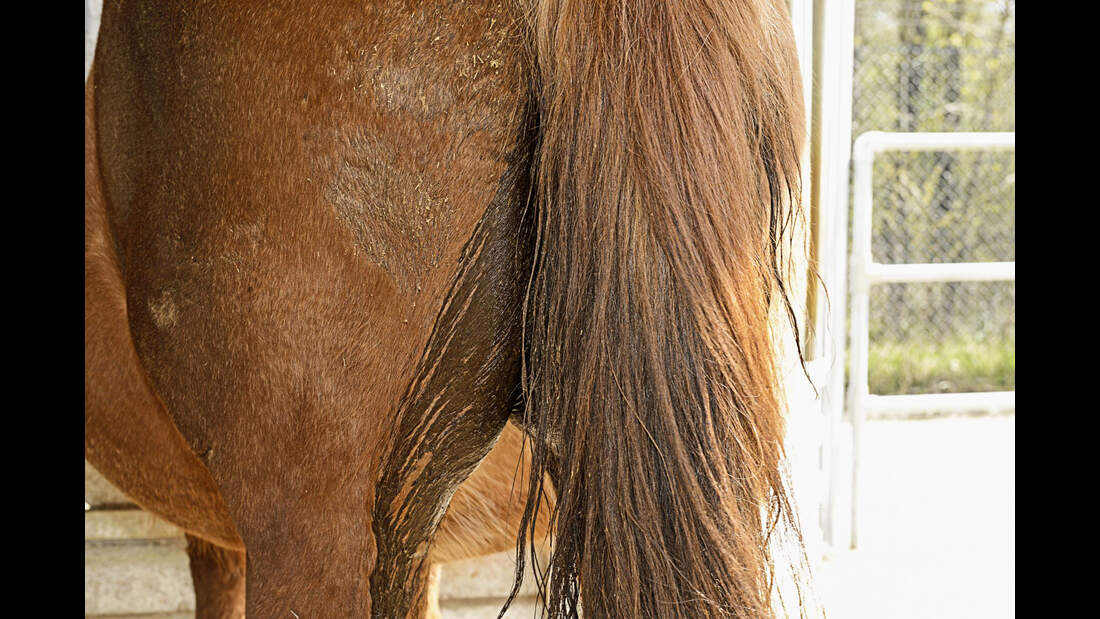 Darmentzündung beim Pferd: Symptome und Behandlung | cavallo.de