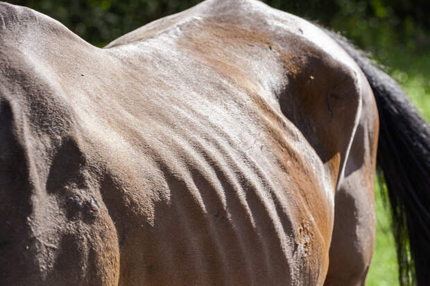 Alles über Muskelschwund beim Pferd | cavallo.de
