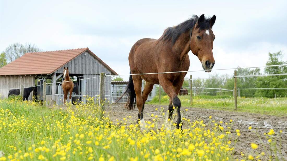 Paddock Trails im Stall planen und anlegen | cavallo.de