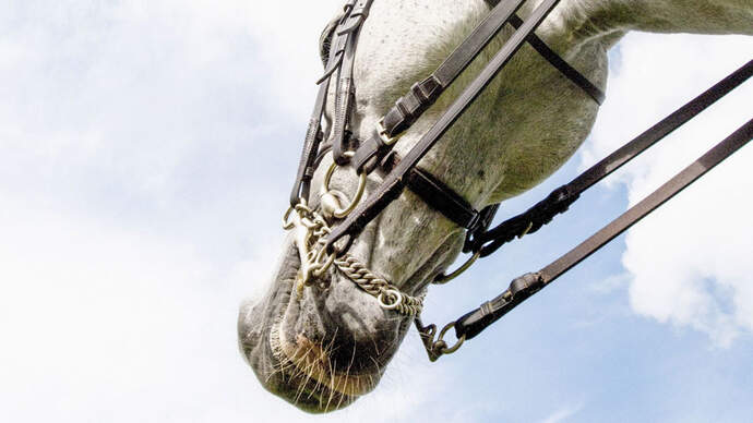 CAVALLO Magazin | cavallo.de