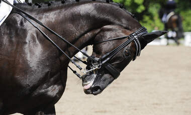 Rollkur - cavallo.de