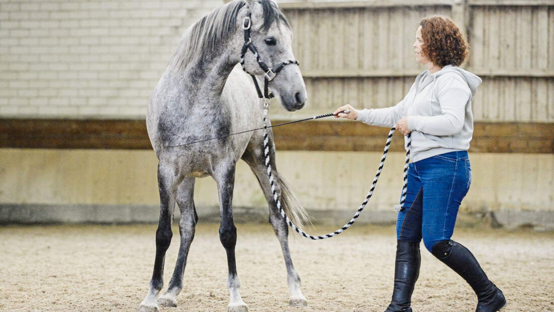 Tipps: Die richtigen Hilfen für Seitengänge | cavallo.de