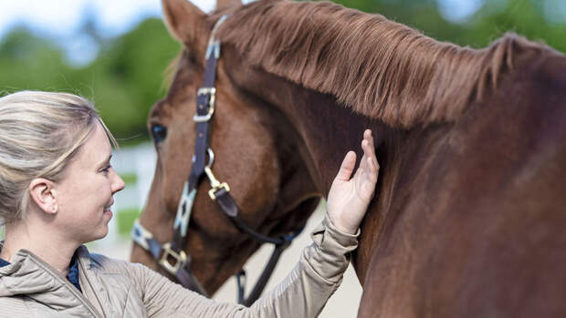 Welche Berührungen Pferde wirklich genießen | cavallo.de
