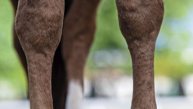 Welche Berührungen Pferde wirklich genießen | cavallo.de