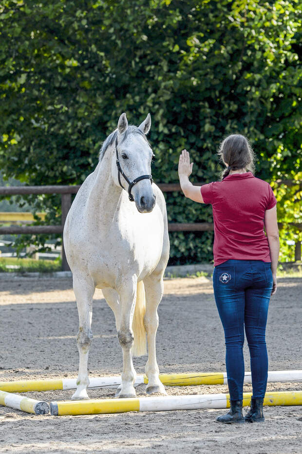 10 Übungen für ein aufmerksames Pferd - cavallo.de