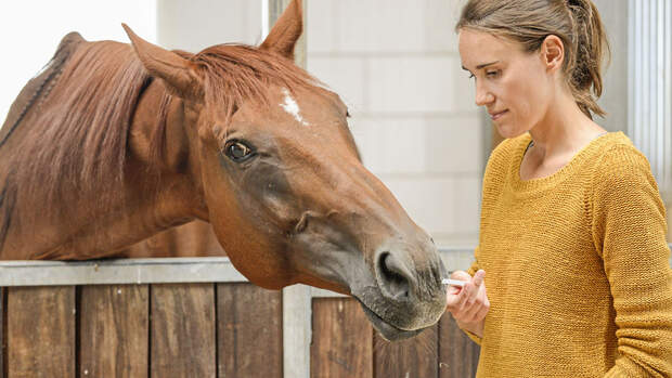 Spürnasen: Was riechen Pferde gerne und was nicht? | cavallo.de
