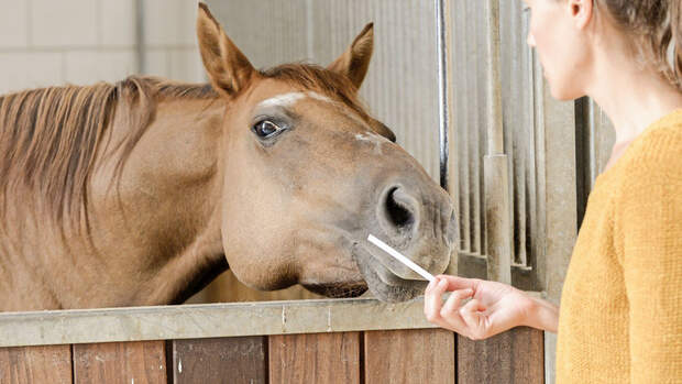 Spürnasen: Was riechen Pferde gerne und was nicht? | cavallo.de