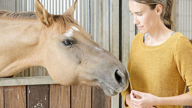 Spürnasen: Was riechen Pferde gerne und was nicht? | cavallo.de