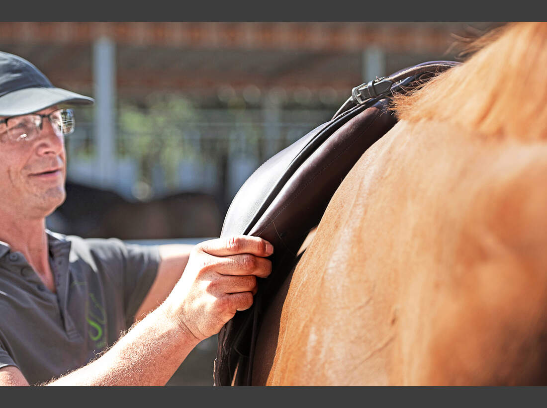 Sättel für Spezialfälle: Der richtige Sattel für besondere Pferderücken ...