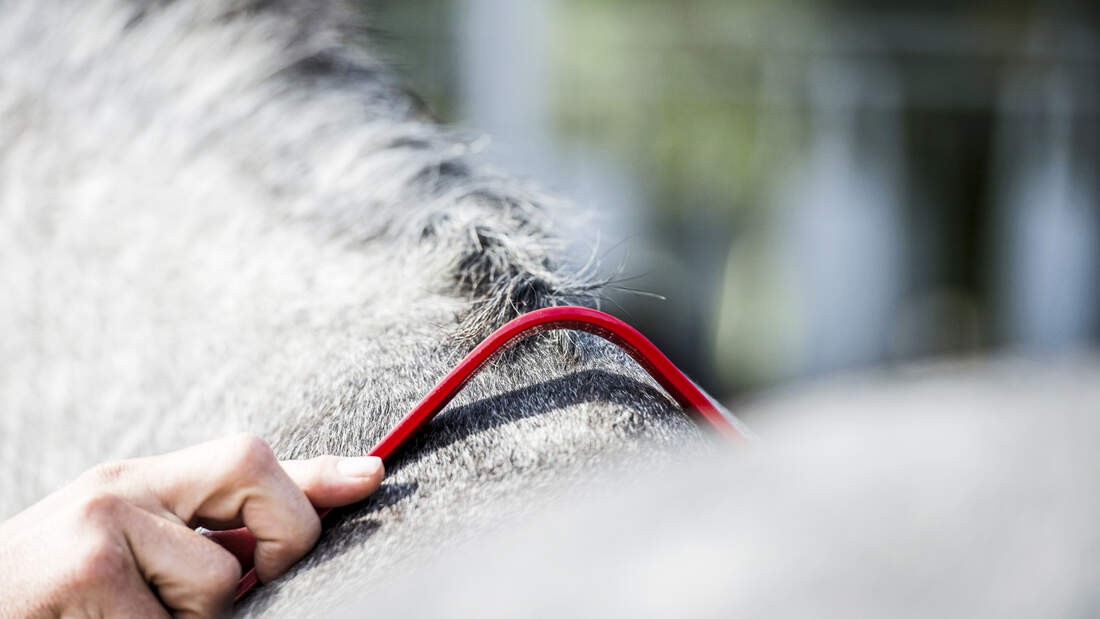 Sättel für Spezialfälle: Der richtige Sattel für besondere Pferderücken ...