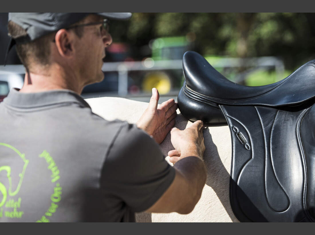 Sättel für Spezialfälle: Der richtige Sattel für besondere Pferderücken ...