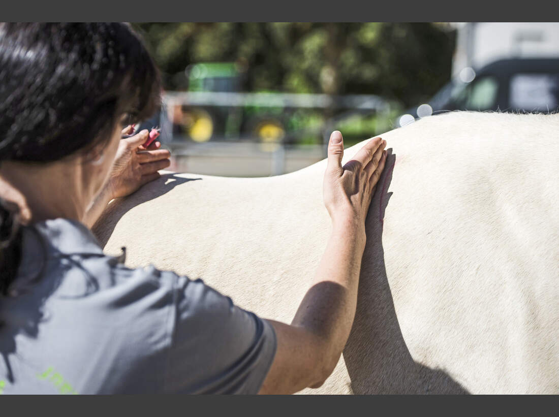 Sättel für Spezialfälle: Der richtige Sattel für besondere Pferderücken ...