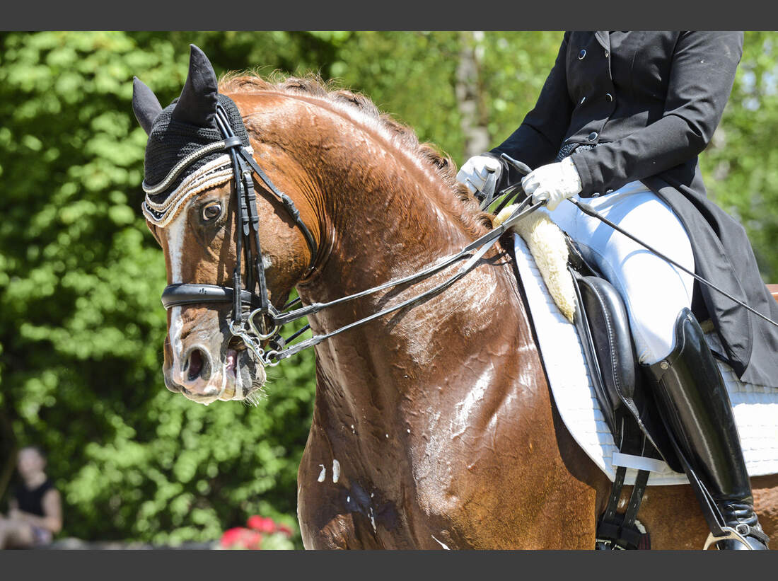 Pilotstudie beim CHIO 2018: Dressurpferde unter Druck - cavallo.de