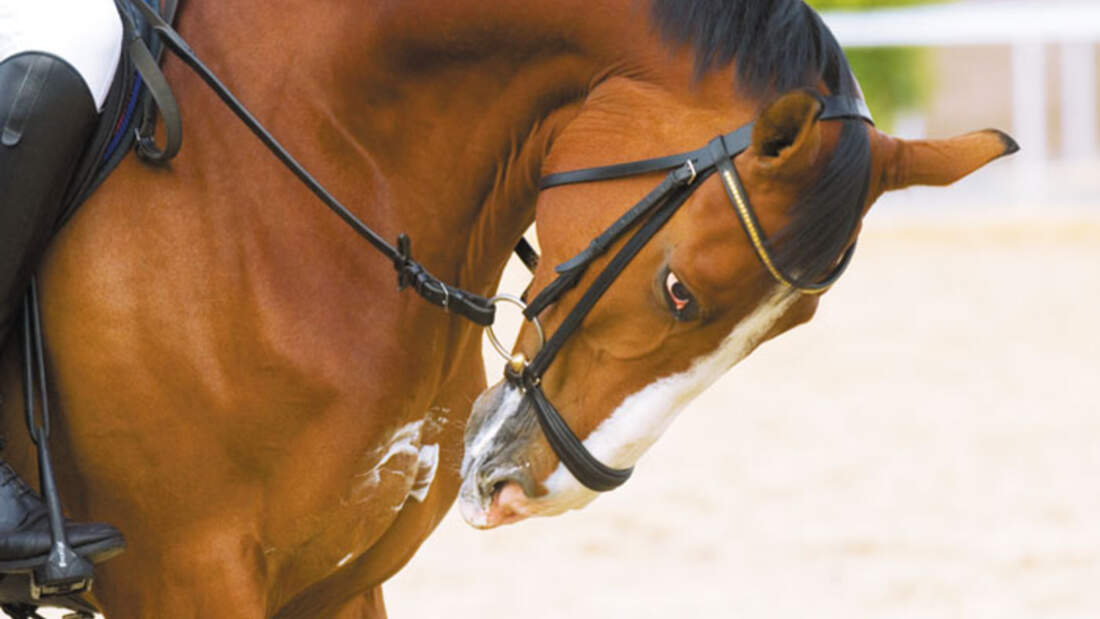 Neue Studie zur Rollkur liefert alarmierende Ergebnisse | cavallo.de