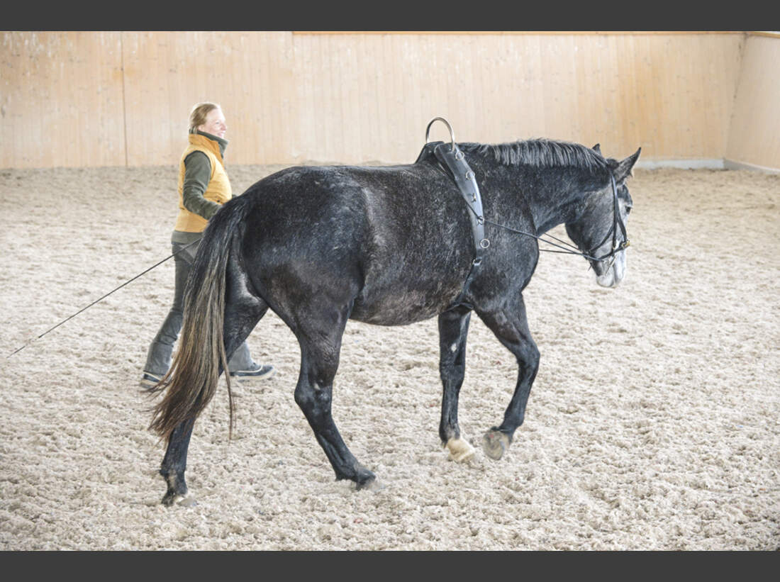 Pferde-Training mit der Doppellonge - die Basics - cavallo.de Pferde-Training mit der Doppellonge - die Basics - cavallo.de