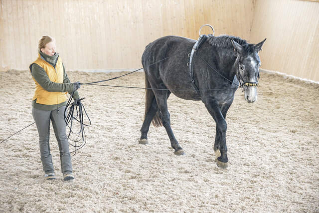 Cavaletti-Arbeit | cavallo.de