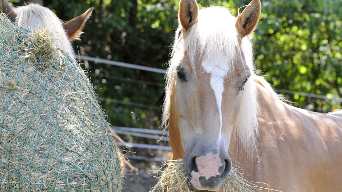 7 Futter-Tipps für dicke Pferde | cavallo.de