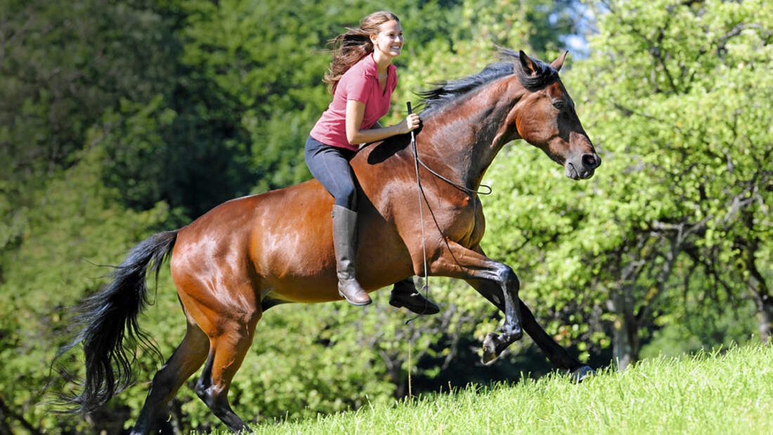 Wenn sich Pferd und Reiter vertrauen | cavallo.de
