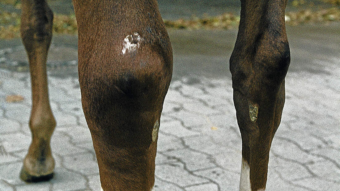Wunderschone Pferd Tumor Im Bauchraum Symptome Bilder