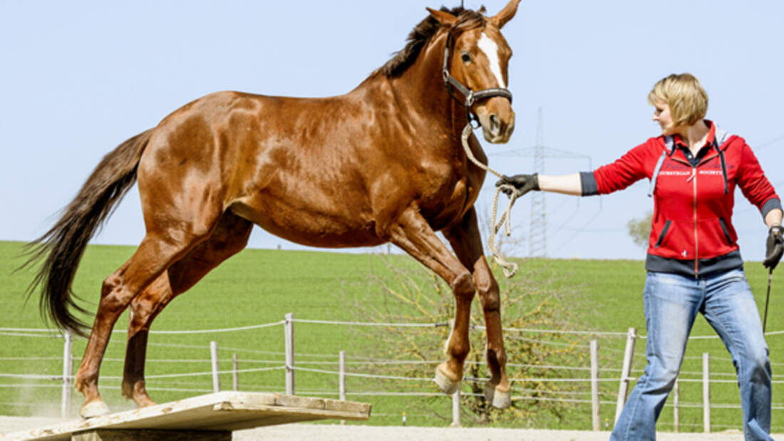 So funktioniert das Gehirn beim Pferd | cavallo.de