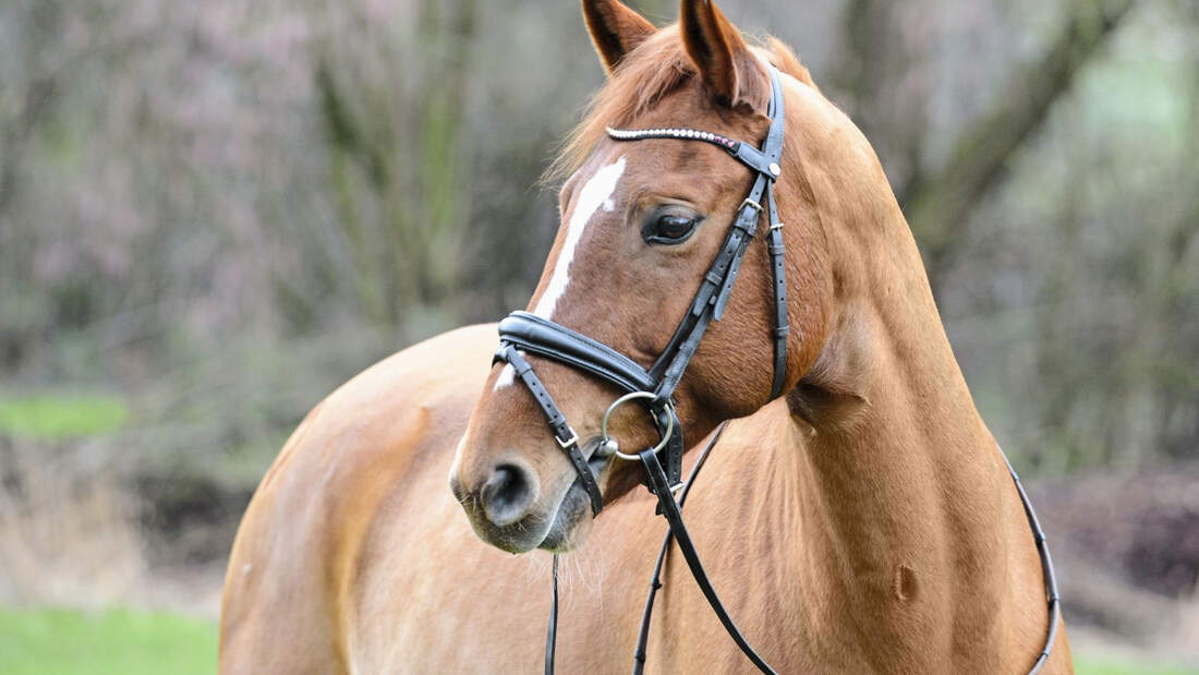 Anatomisches Zaumzeug: Vorteile und Nachteile | cavallo.de