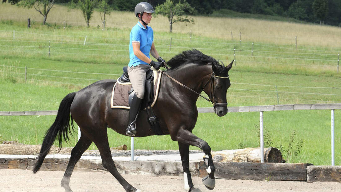 Tipps und Übungen für Reiten in Anlehnung | cavallo.de