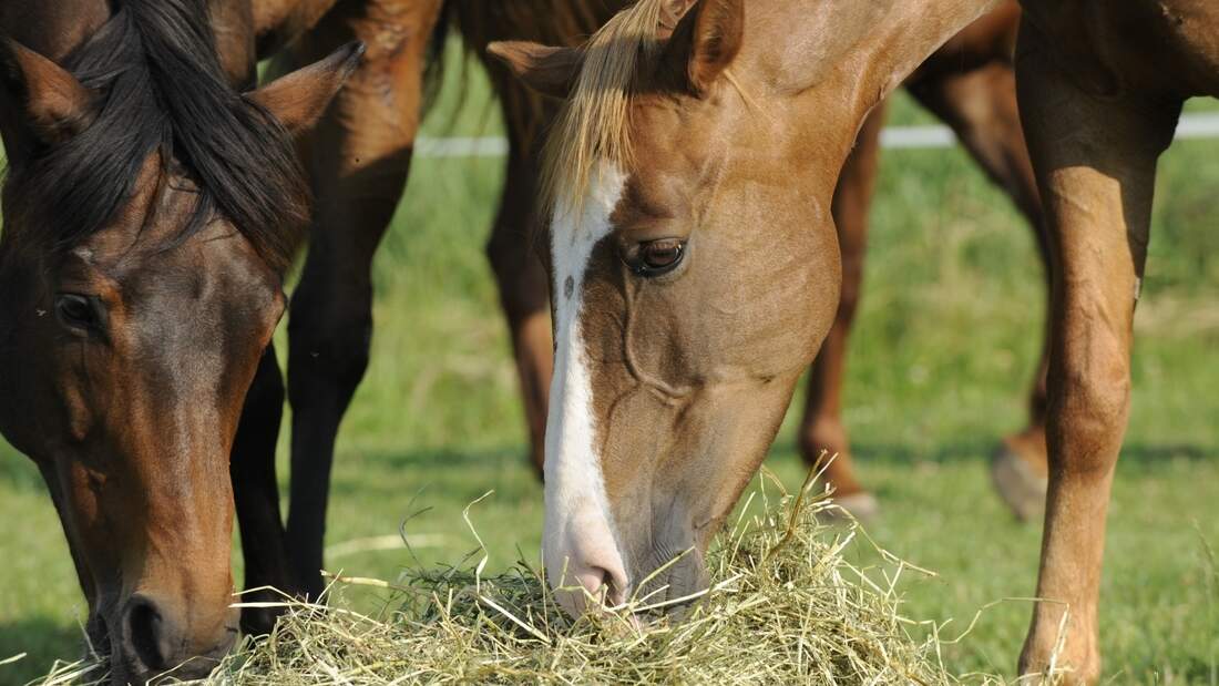 Warum Heu das wichtigste Futter für Pferde ist | cavallo.de