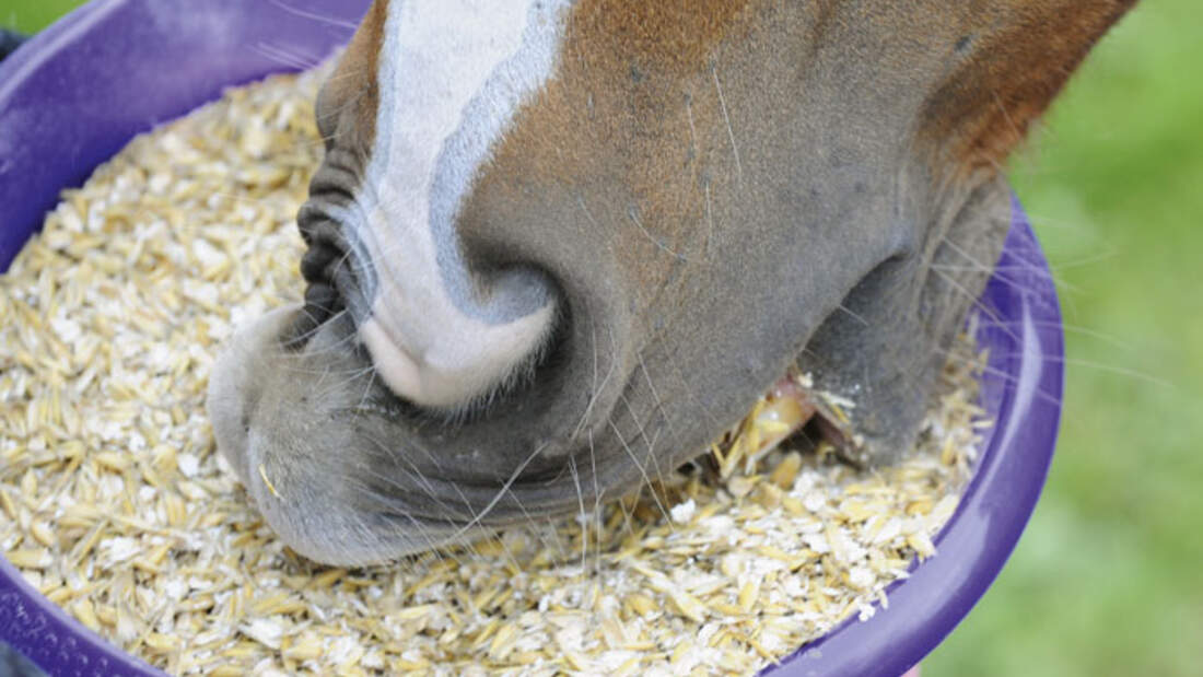 Welches Kraftfutter braucht mein Pferd? | cavallo.de