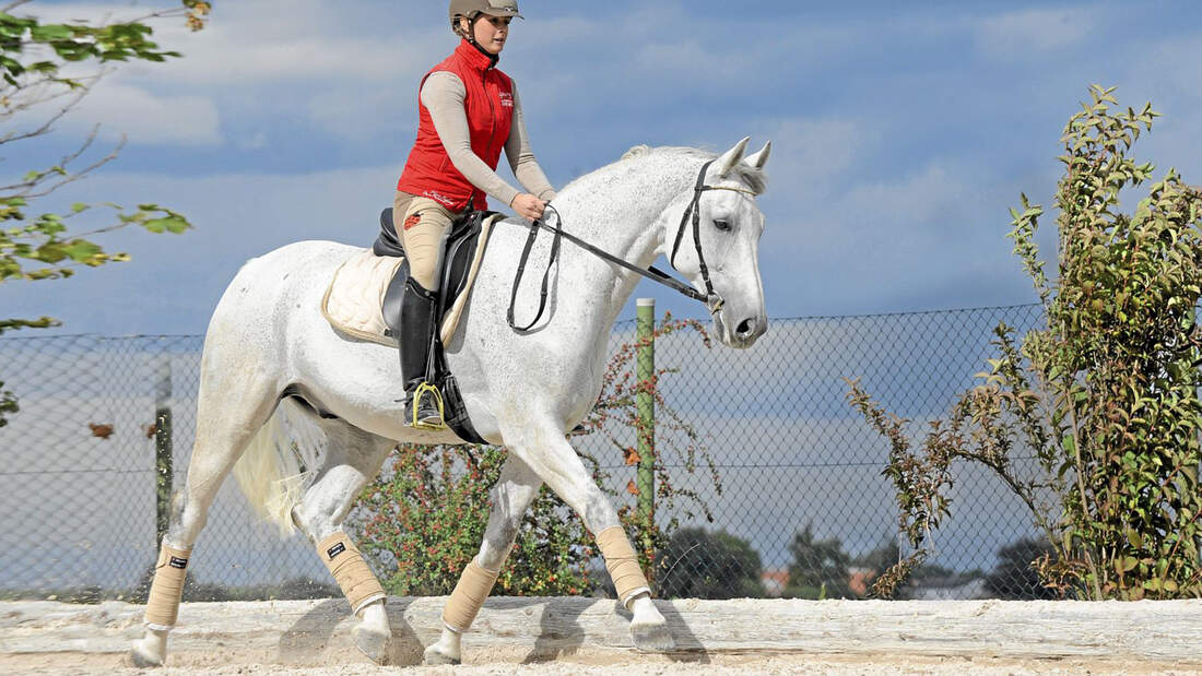 So kommt Ihr Pferd richtig in Schwung | cavallo.de