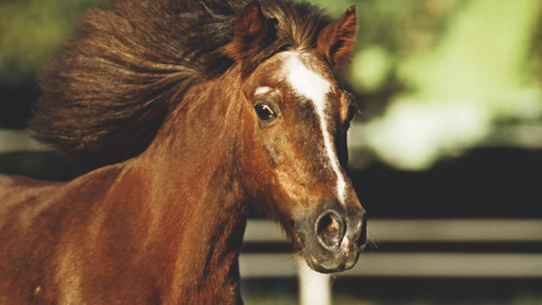 Das richtige Futter für alte Pferde auswählen | cavallo.de