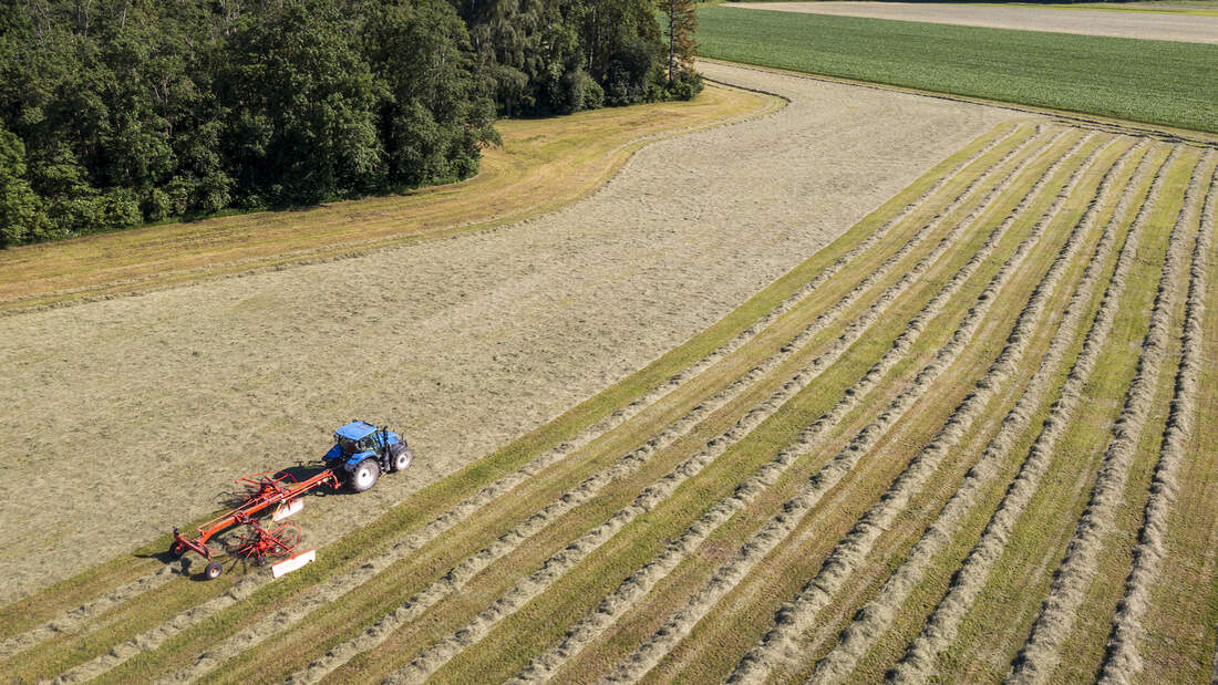 Heuernte 2024: Erträge und Qualität | cavallo.de