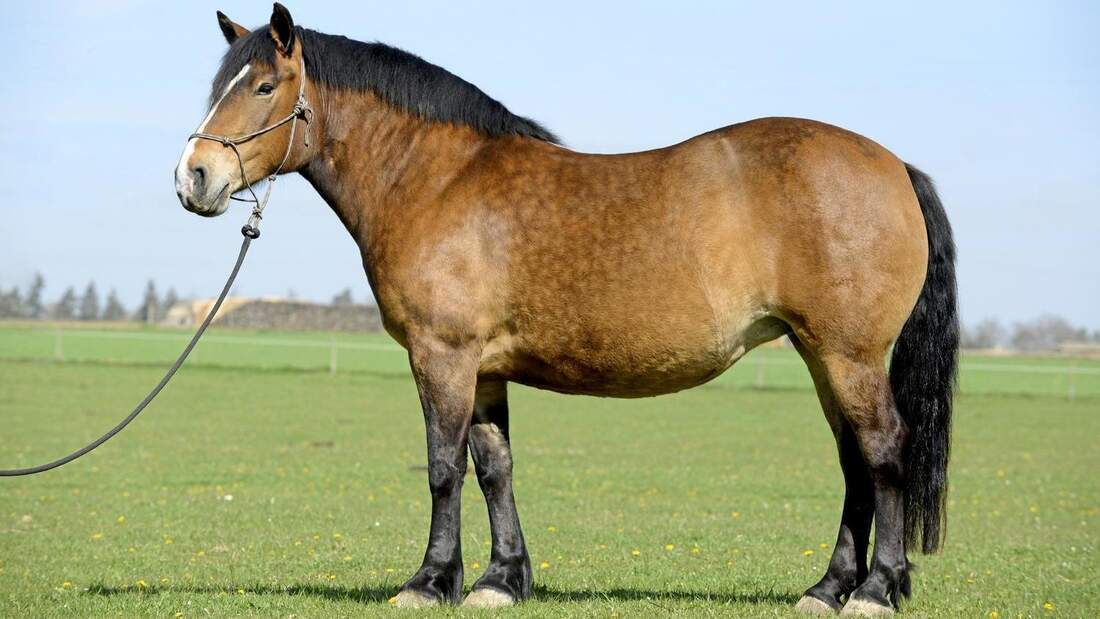 EMS bei Pferden: Ursachen, Symptome & Behandlung | cavallo.de