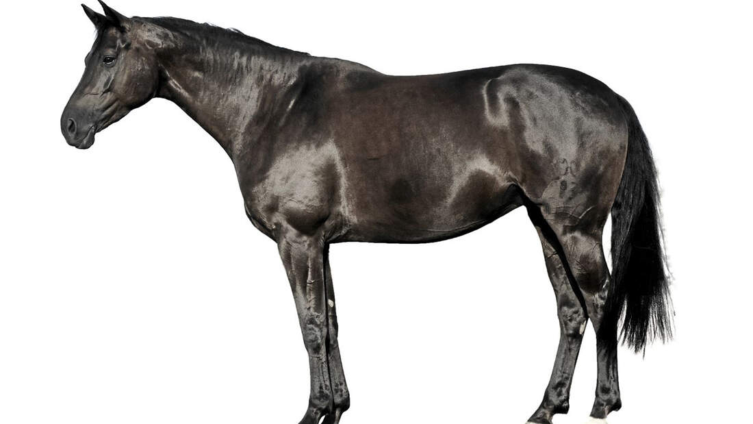 Pferde: Innere Krankheiten von außen entdecken | cavallo.de